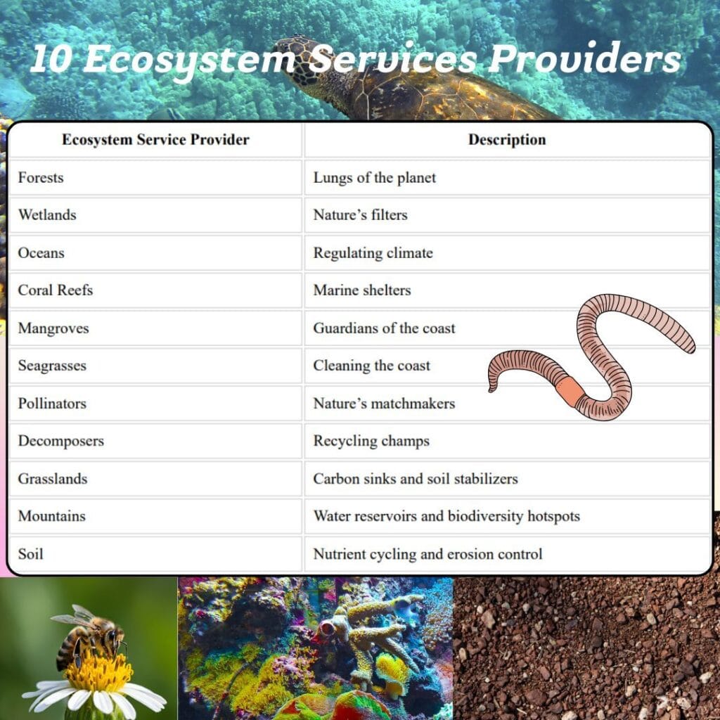 Key Ecosystem Service Providers and Their Roles - Insights Integration