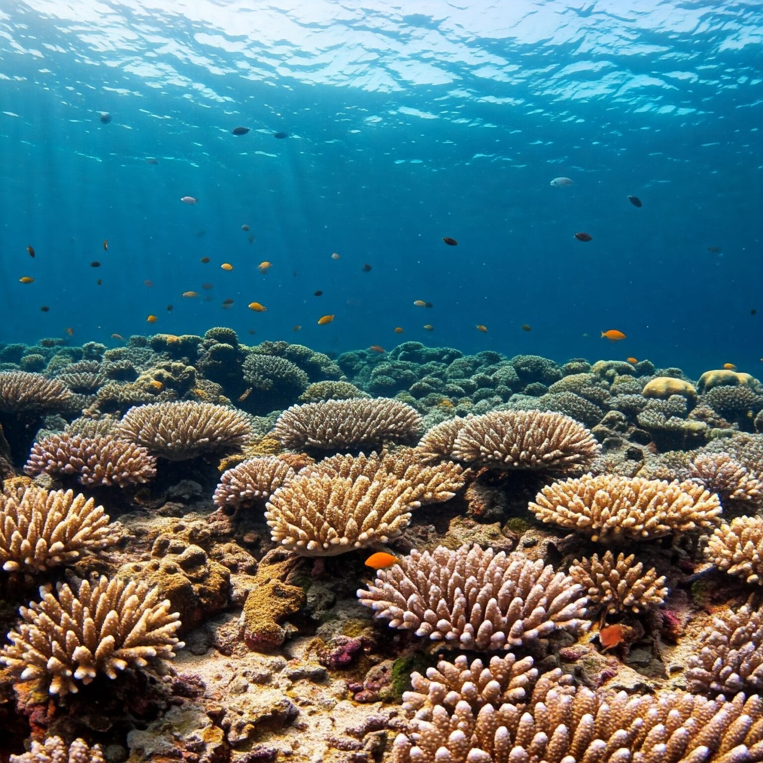 10 Ocean Issues and Threats - Insights Integration